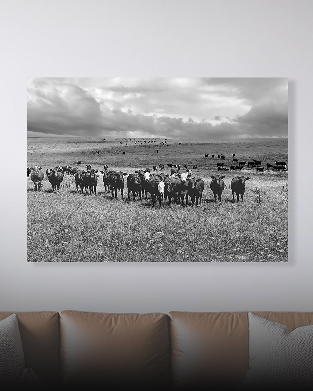 Black Angus Wall Art & Cattle Prints | Debra Gail Fine Art