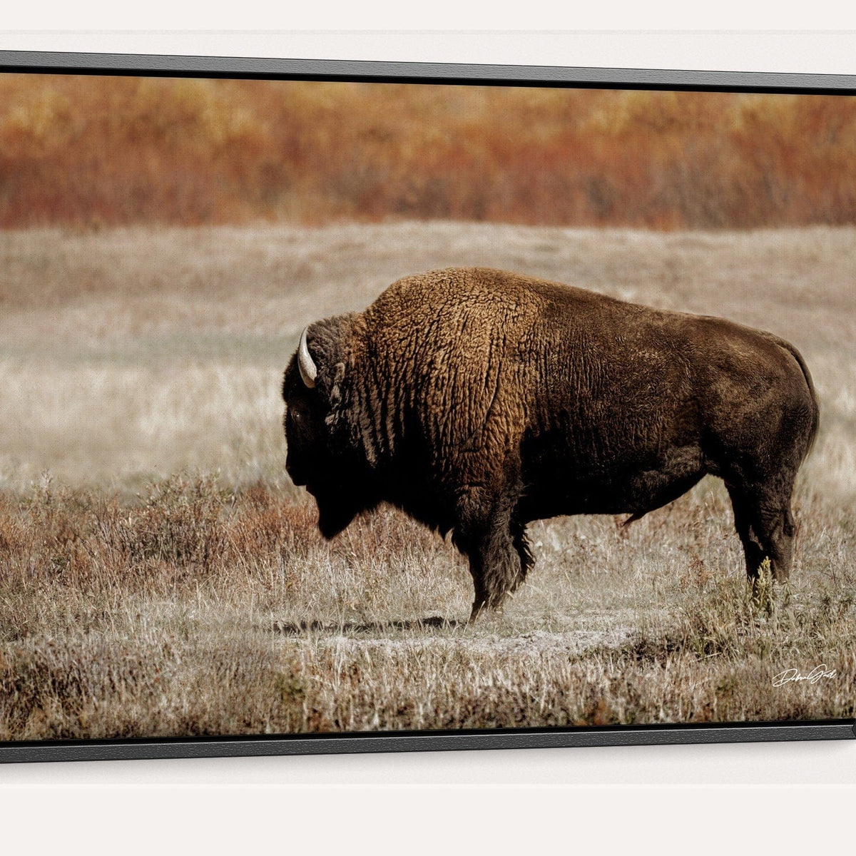 BISON IN AUTUMN - WESTERN DECOR ART – Debra Gail Fine Art