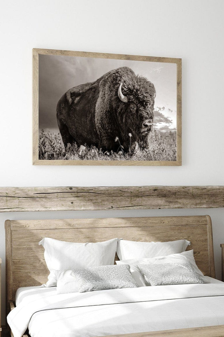 Bison at Tallgrass Prairie Wall Art - Rustic Western Farmhouse Print ...