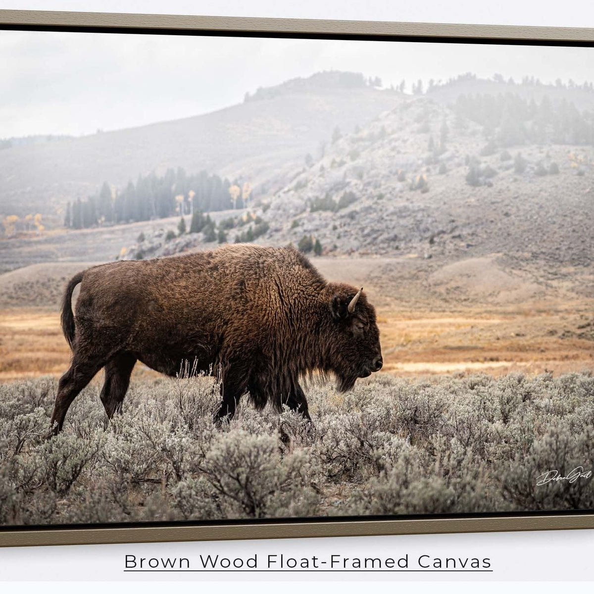 American Bison Bull Picture Wall Art – Debra Gail Fine Art